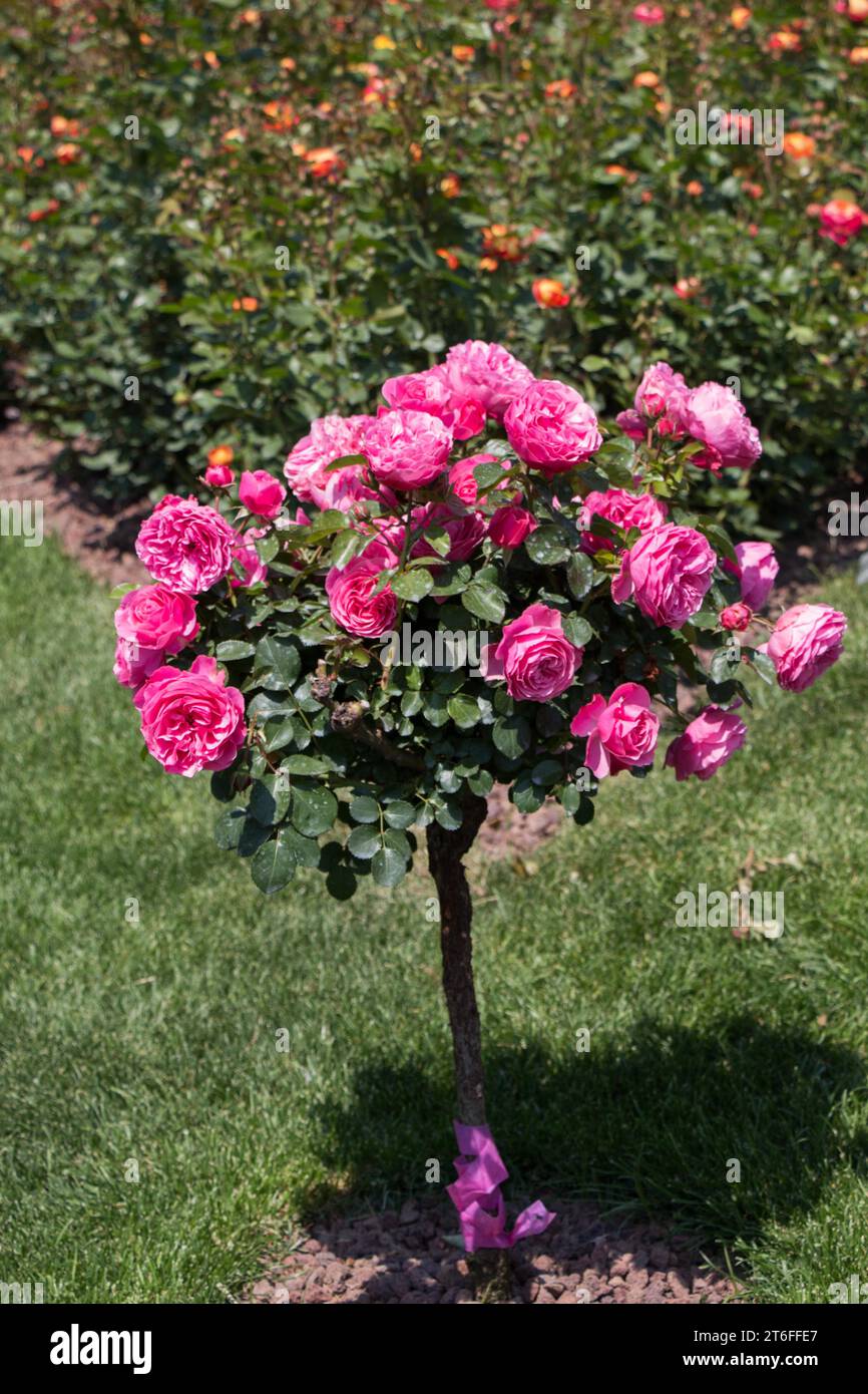 Rose tree with pink roses in a rose garden Stock Photo - Alamy
