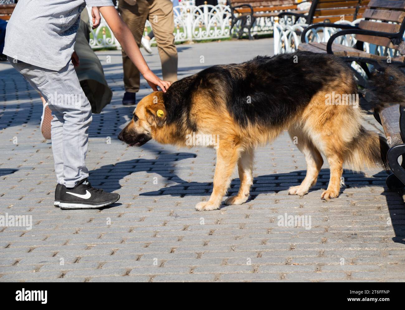 Homeless stray dog in view as omestic animal concept Stock Photo - Alamy