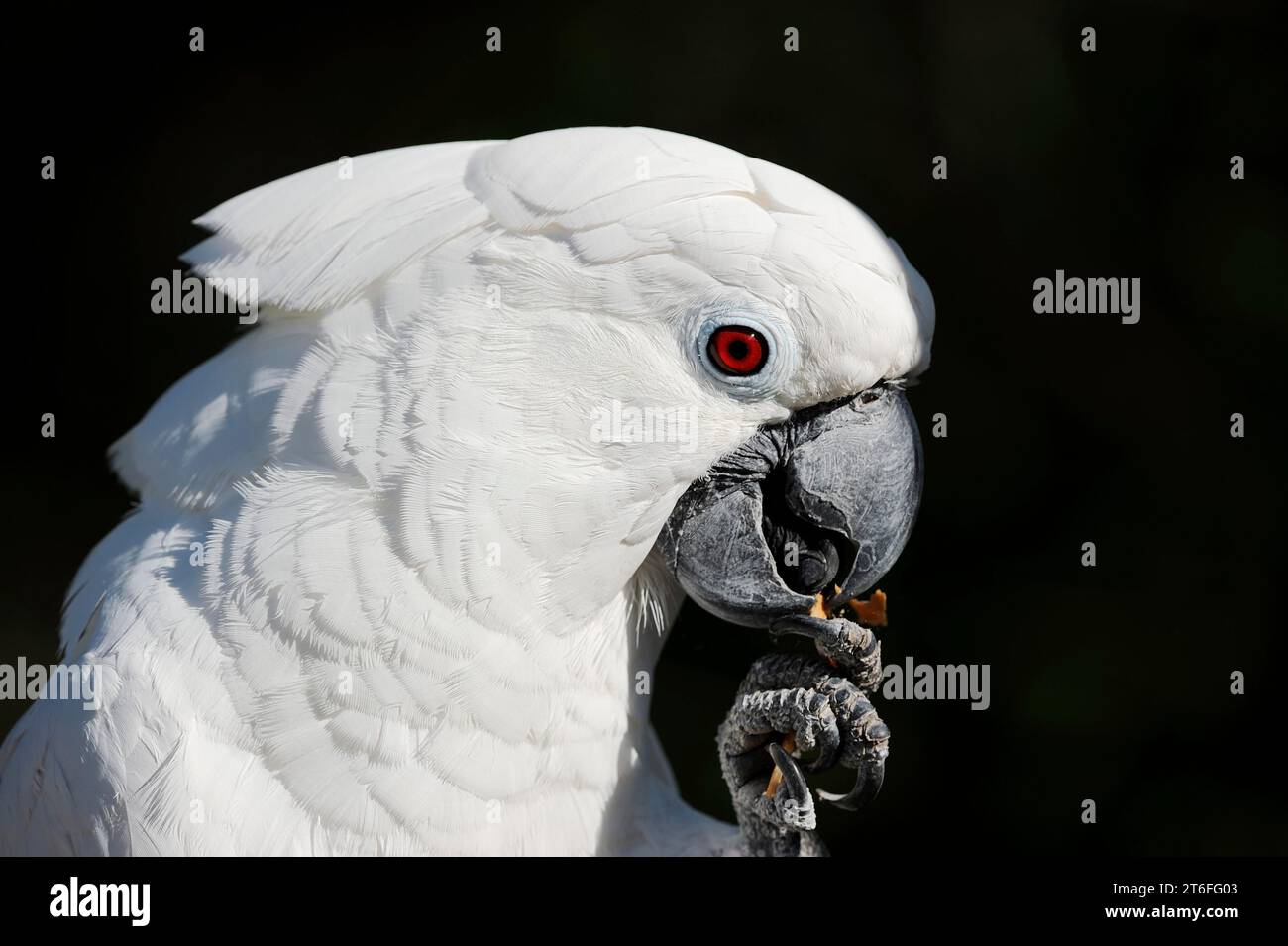 White cockatoo (Cacatua alba), portrait, captive, occurrence in ...