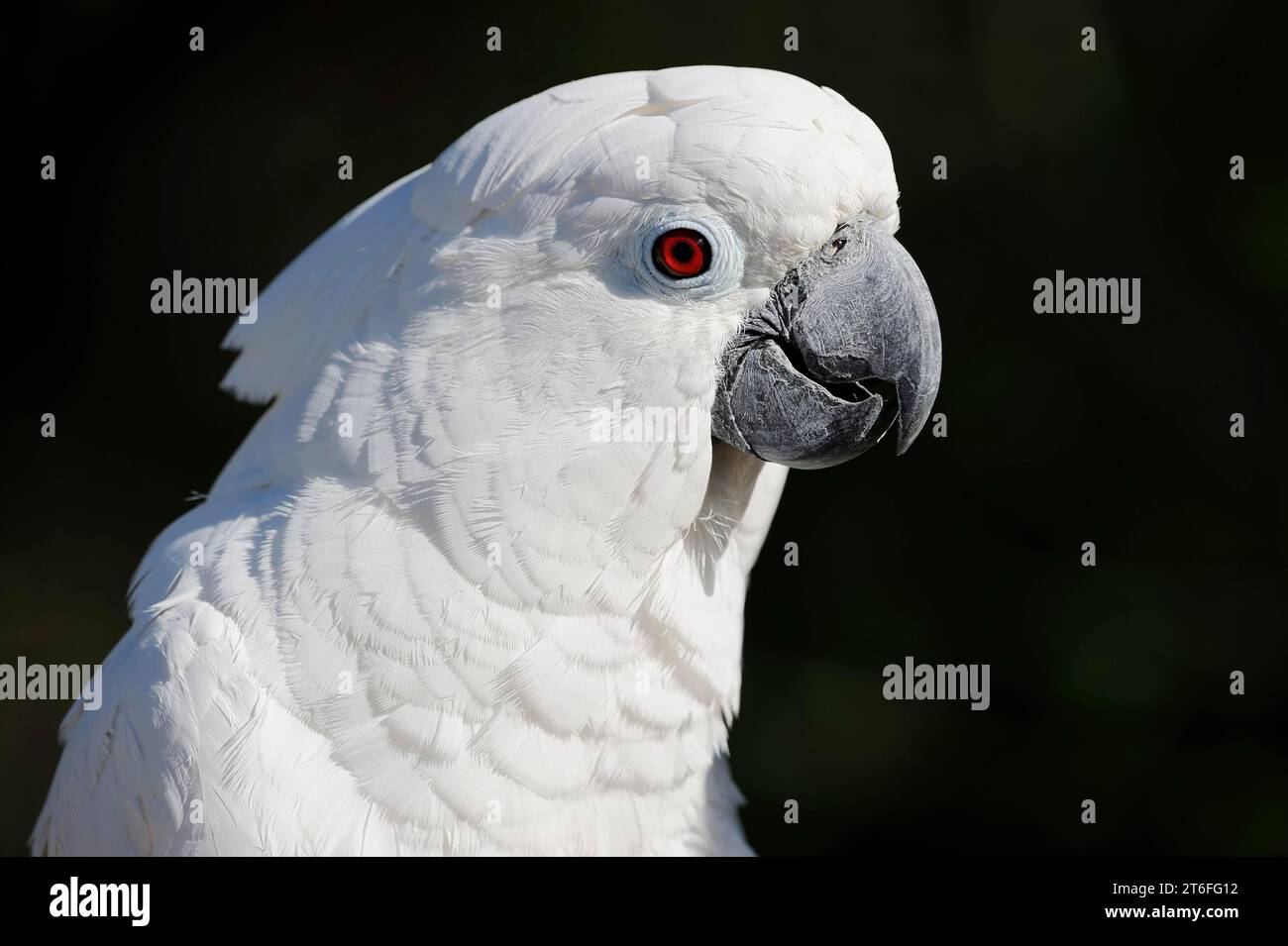 White cockatoo (Cacatua alba), portrait, captive, occurrence in ...
