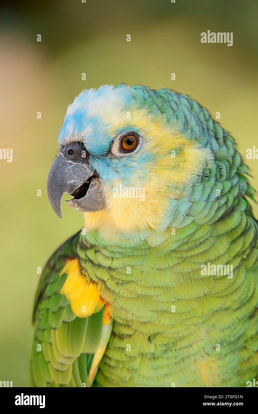 Blue-fronted Amazon (Amazona aestiva), portrait, captive, occurrence in ...