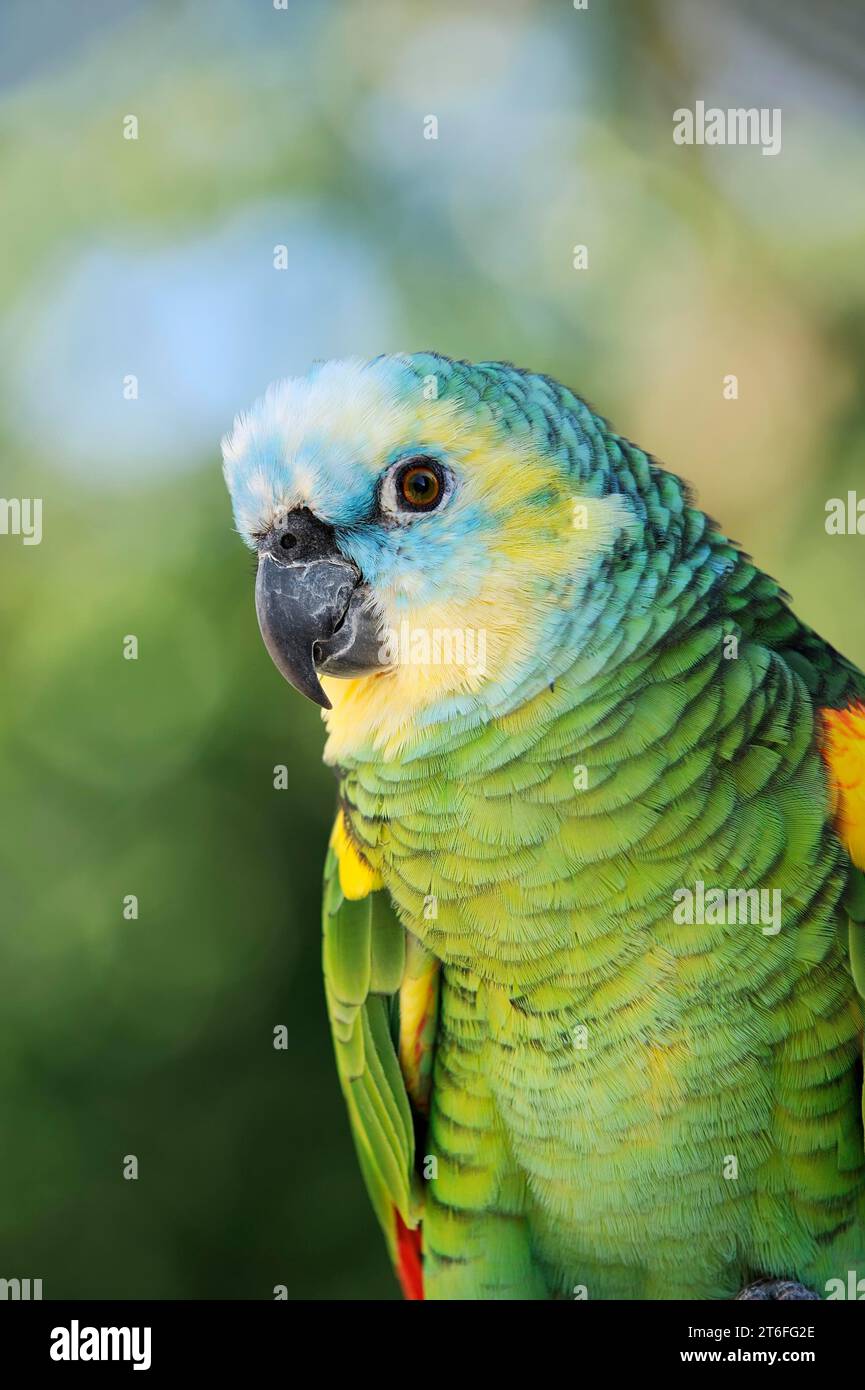 Blue-fronted Amazon (Amazona aestiva), portrait, captive, occurrence in ...