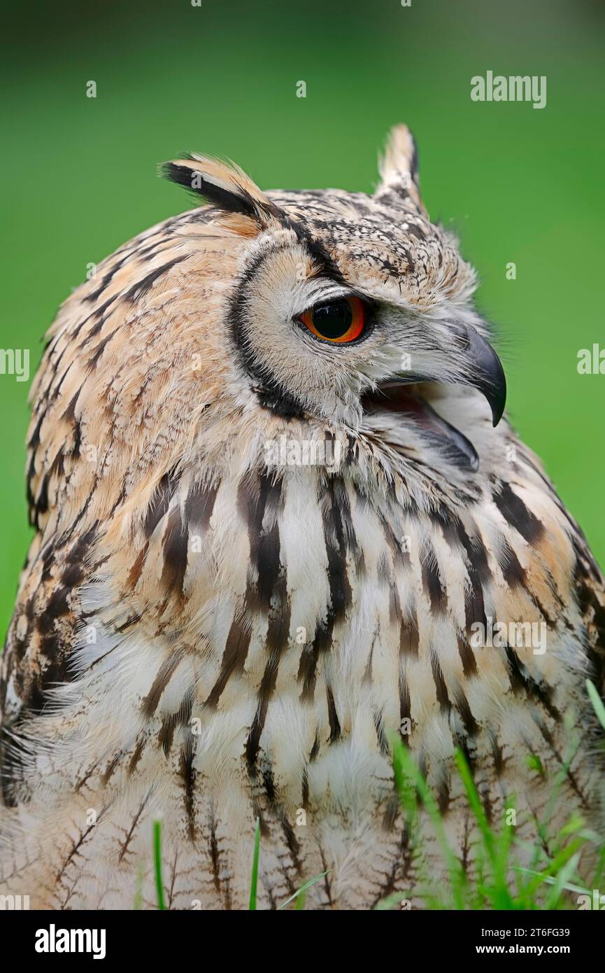 Bengal Eagle Owl (Bubo bengalensis) (Bubo bubo bengalensis), captive ...