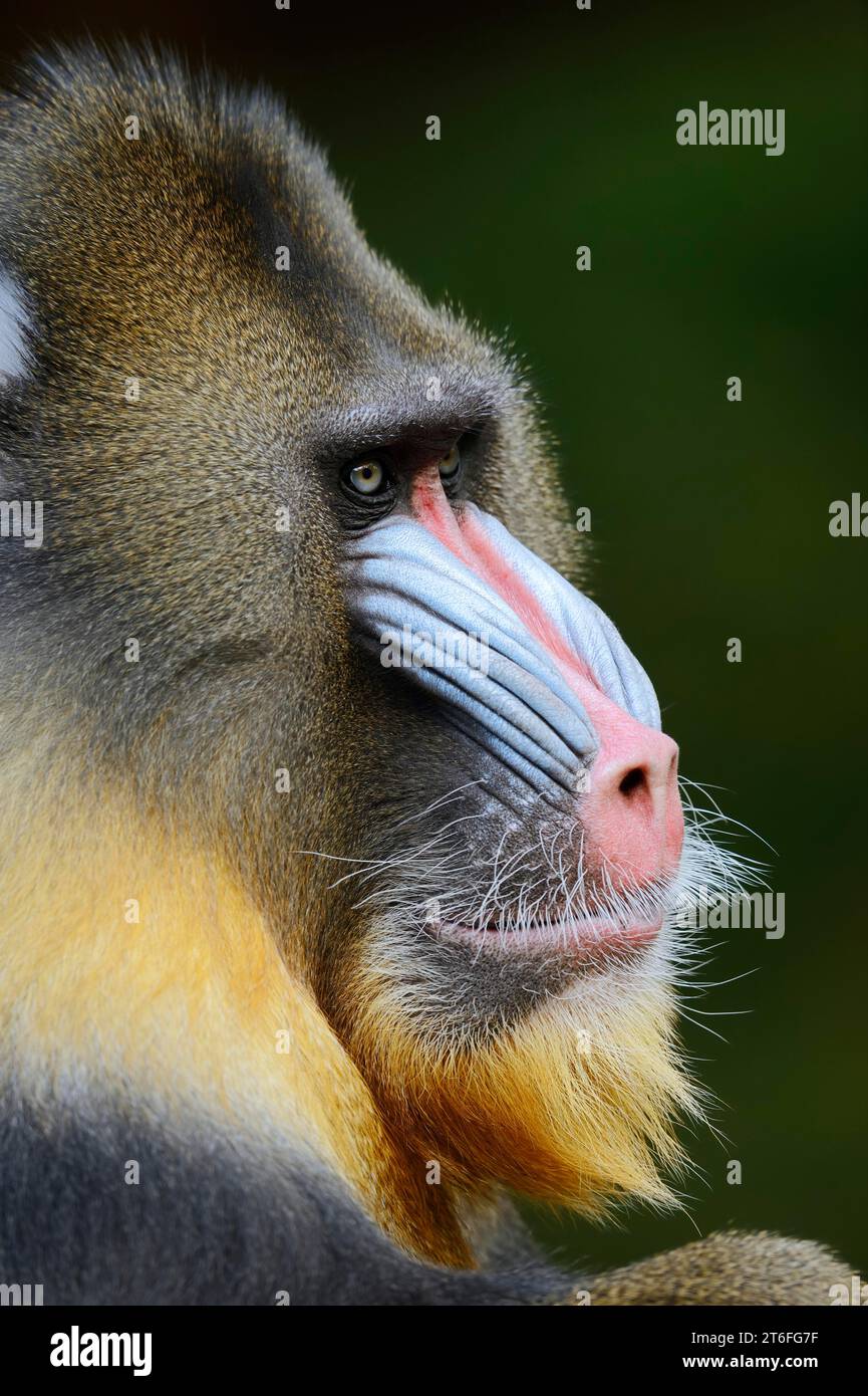 Mandrill (Mandrillus sphinx), male, endangered species, captive ...
