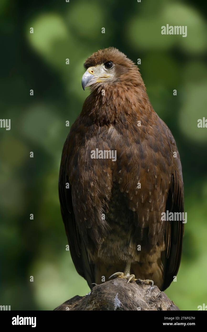 Mountain caracara (Daptrius megalopterus) (Phalcoboenus megalopterus ...