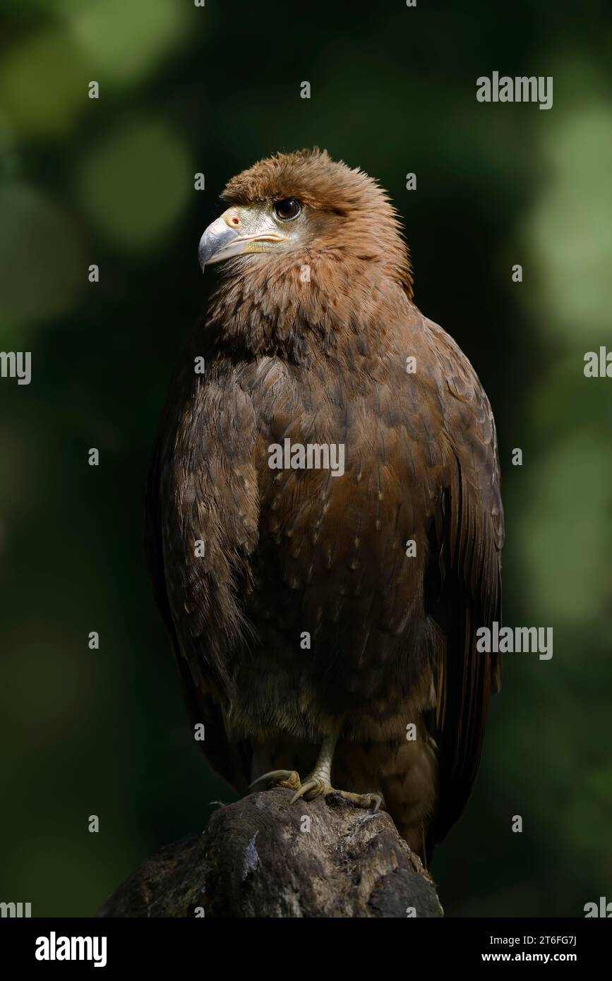Mountain caracara (Daptrius megalopterus) (Phalcoboenus megalopterus ...