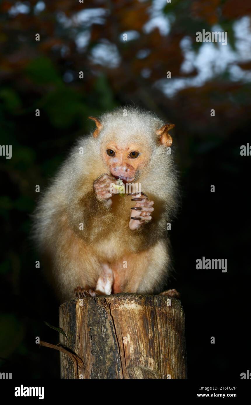 Silver marmoset hi-res stock photography and images - Alamy