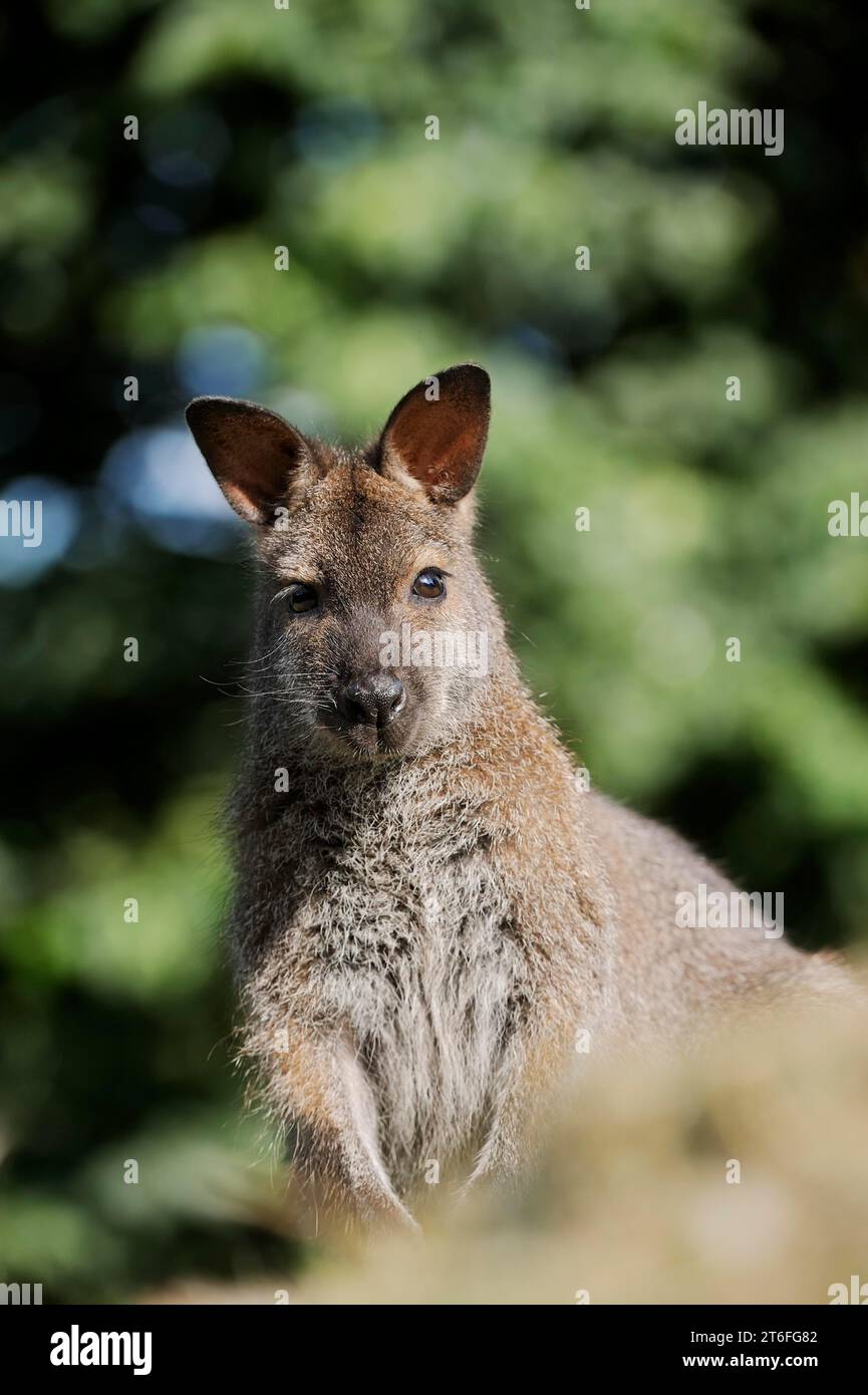 Red-necked wallaby (Macropus rufogriseus) or Bennett's kangaroo ...