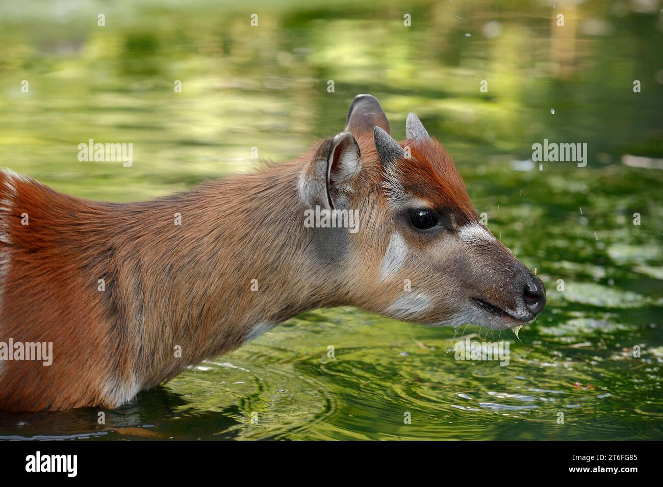 Western Sitatunga (Tragelaphus spekii gratus), male, captive ...