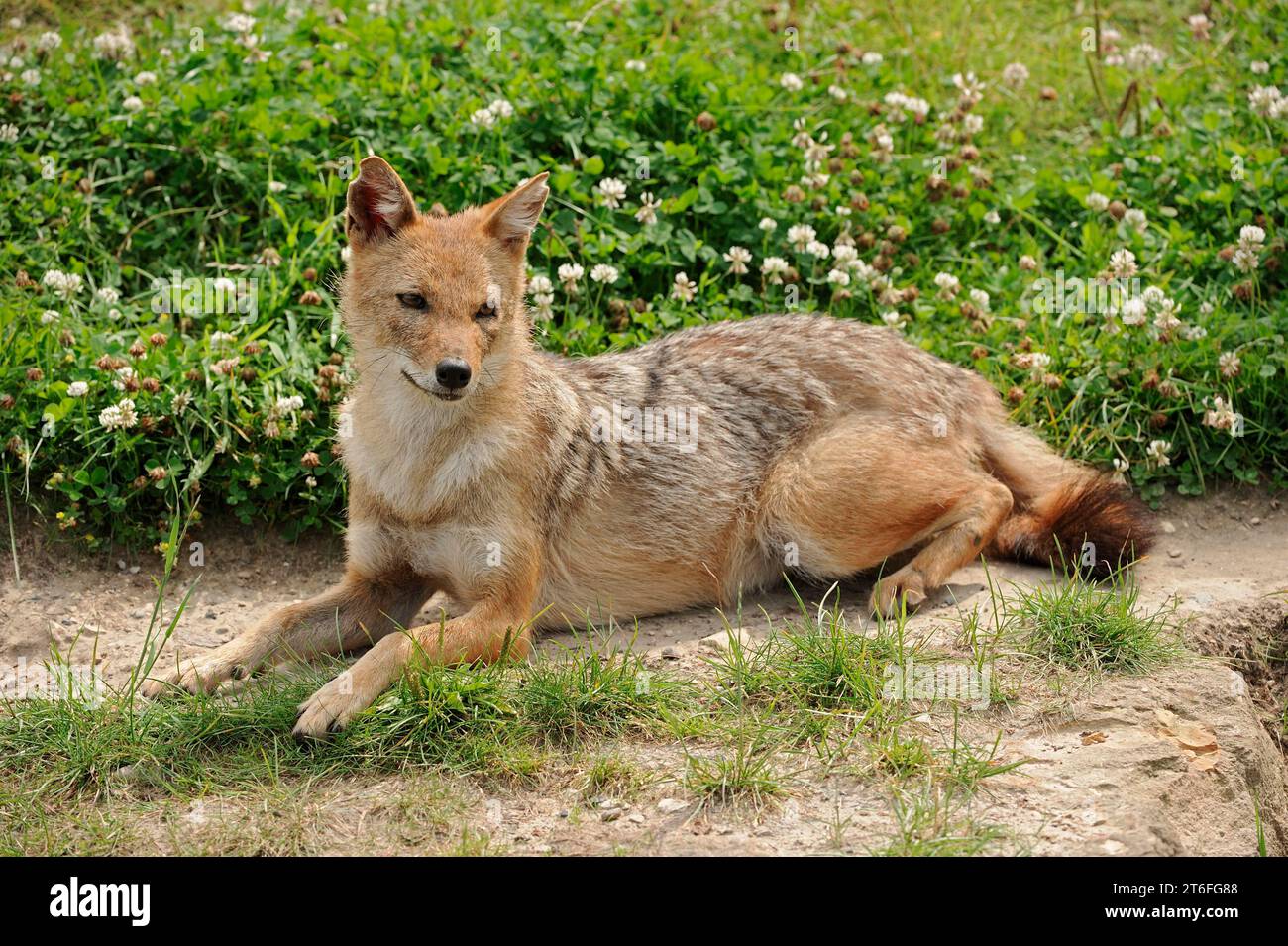 Golden jackal (Canis aureus), captive, occurring in Asia and Europe Stock Photo - Alamy