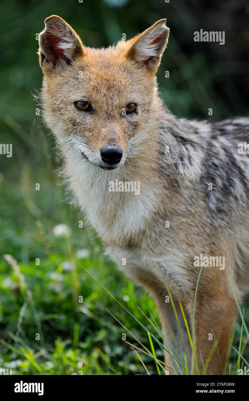 Golden jackal (Canis aureus), captive, occurring in Asia and Europe Stock Photo - Alamy