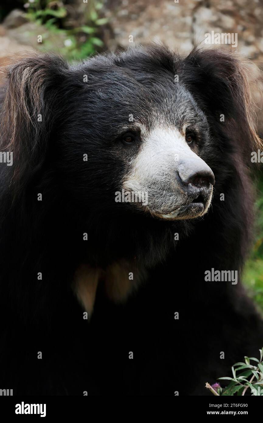 Sloth bear (Melursus ursinus), captive, occurring in South Asia Stock ...