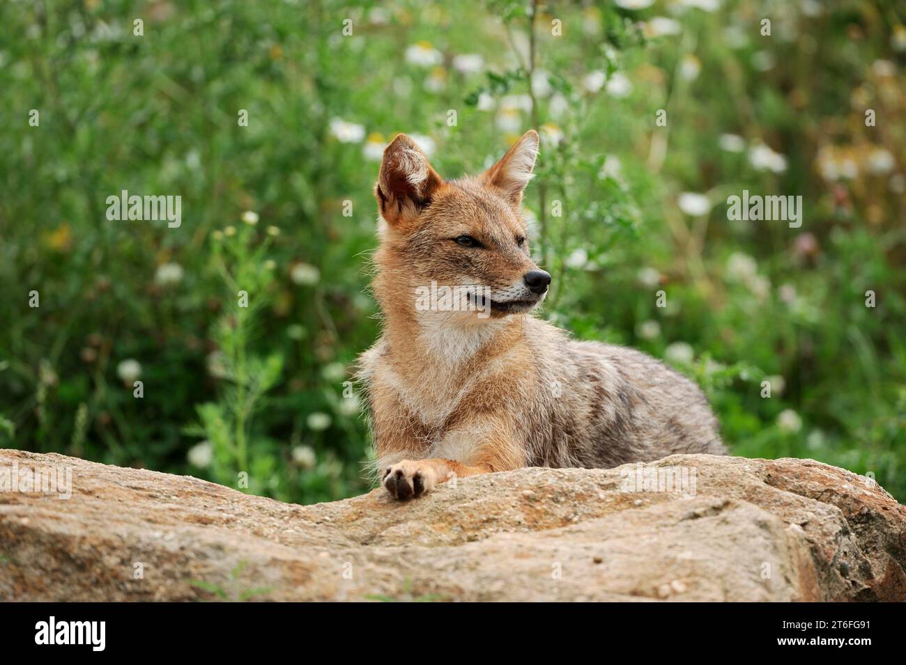 Golden jackal europe hi-res stock photography and images - Alamy