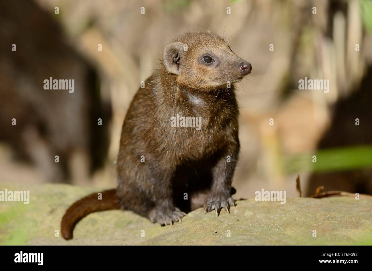 Common kusimanse (Crossarchus obscurus), juvenile, captive, occurrence ...