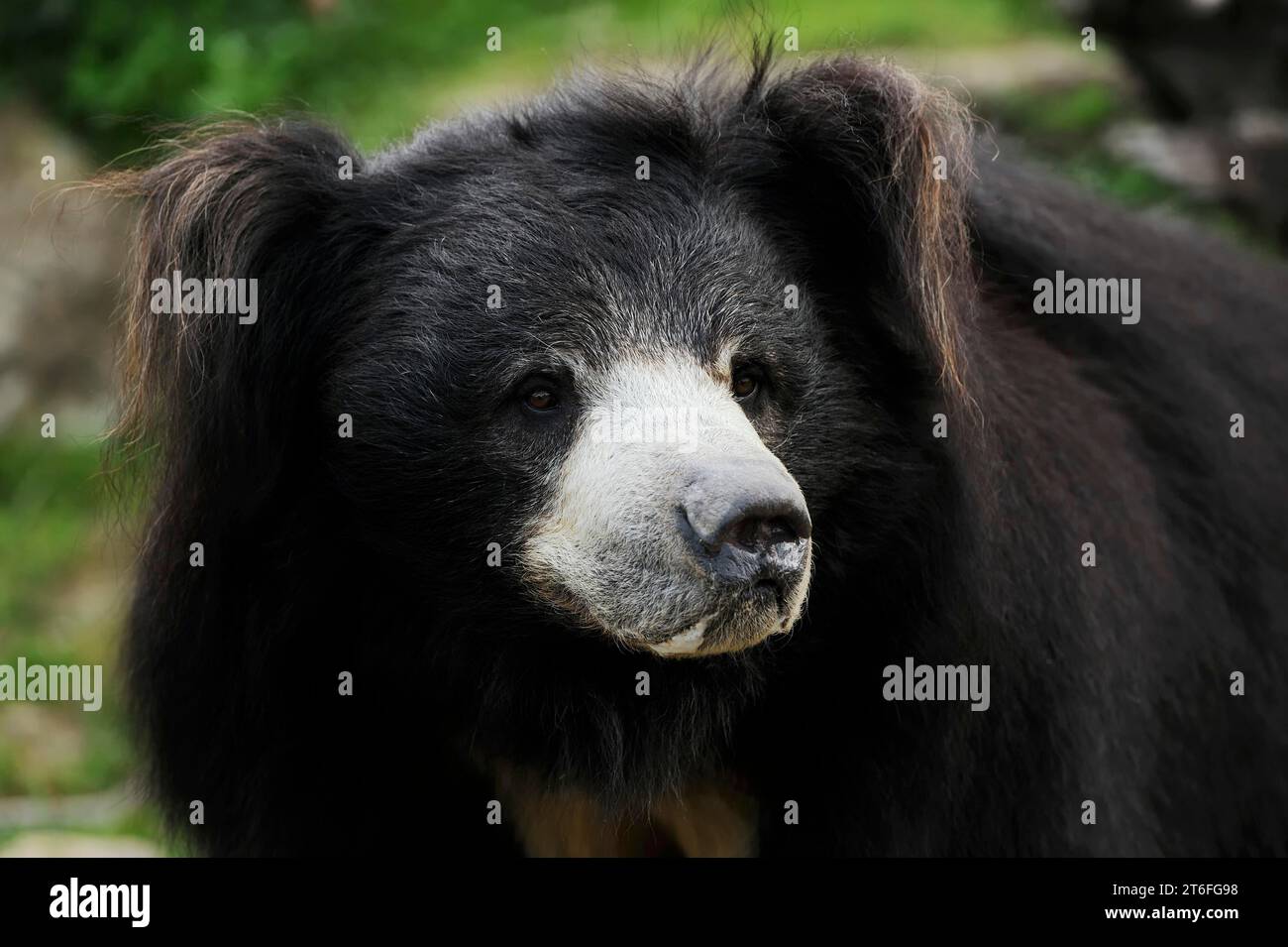 Sloth bear asia hi-res stock photography and images - Alamy