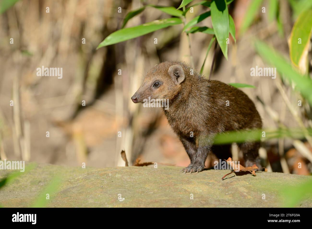 Common kusimanse (Crossarchus obscurus), juvenile, captive, occurrence ...