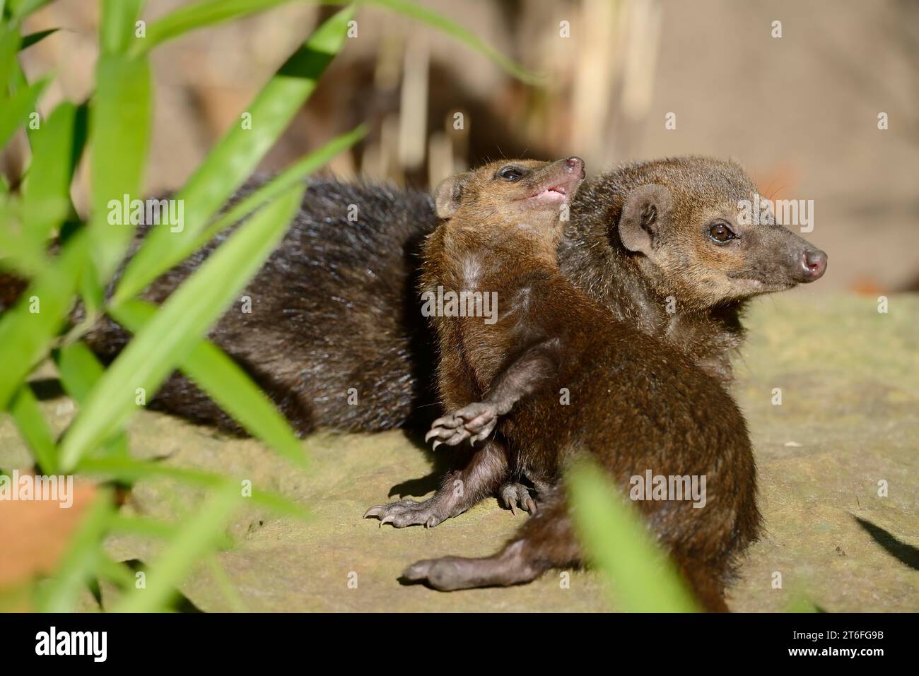 Common kusimanse (Crossarchus obscurus) with juvenile, captive ...