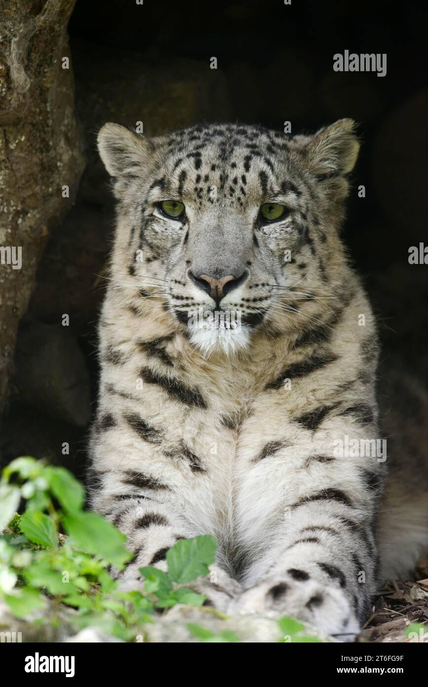 Snow leopard (Panthera uncia), captive, occurring in Asia Stock Photo ...