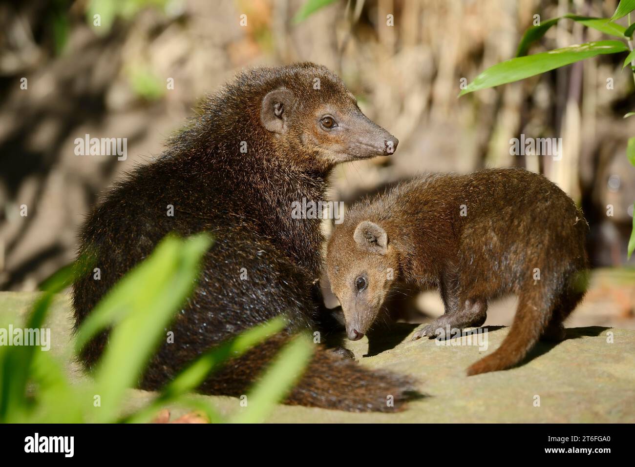 Common kusimanse (Crossarchus obscurus) with juvenile, captive ...