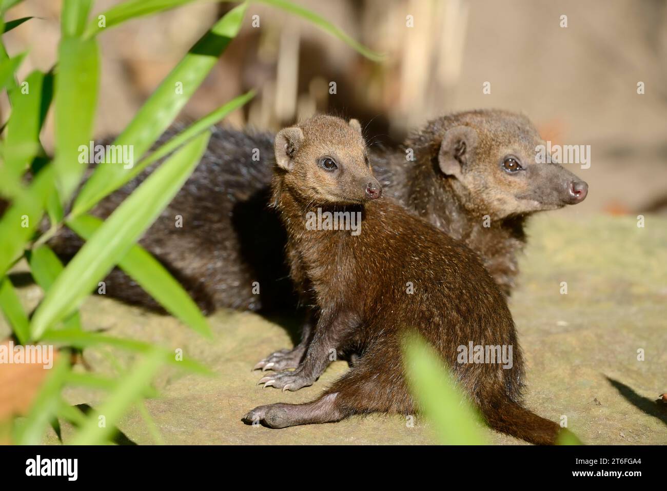Common kusimanse (Crossarchus obscurus) with juvenile, captive ...