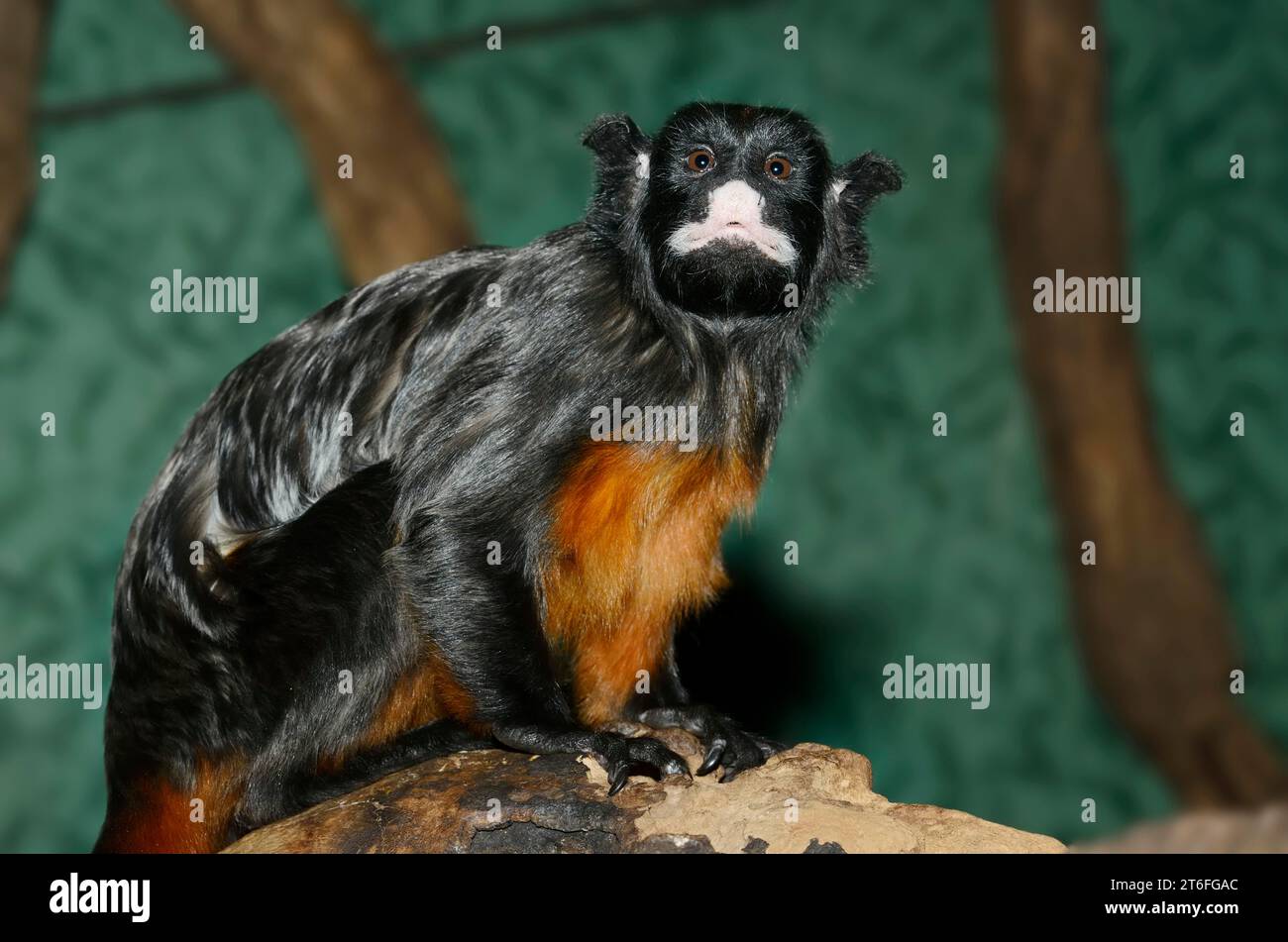 White-lipped tamarin (Saguinus labiatus), captive, occurrence in South ...