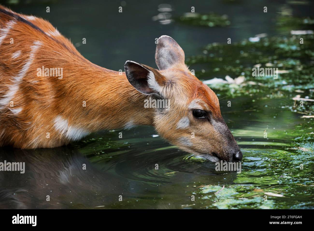 Western Sitatunga (Tragelaphus spekii gratus), female, captive ...