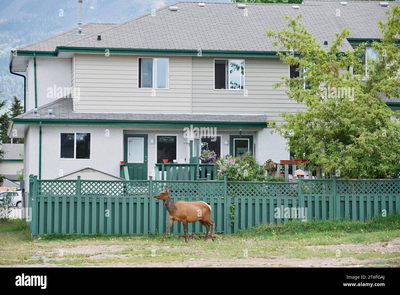 American elk (Cervus canadensis), female in front of a house, Jasper ...