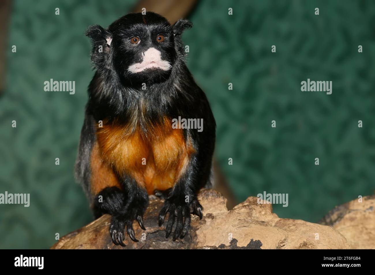 White-lipped tamarin (Saguinus labiatus), captive, occurrence in South ...