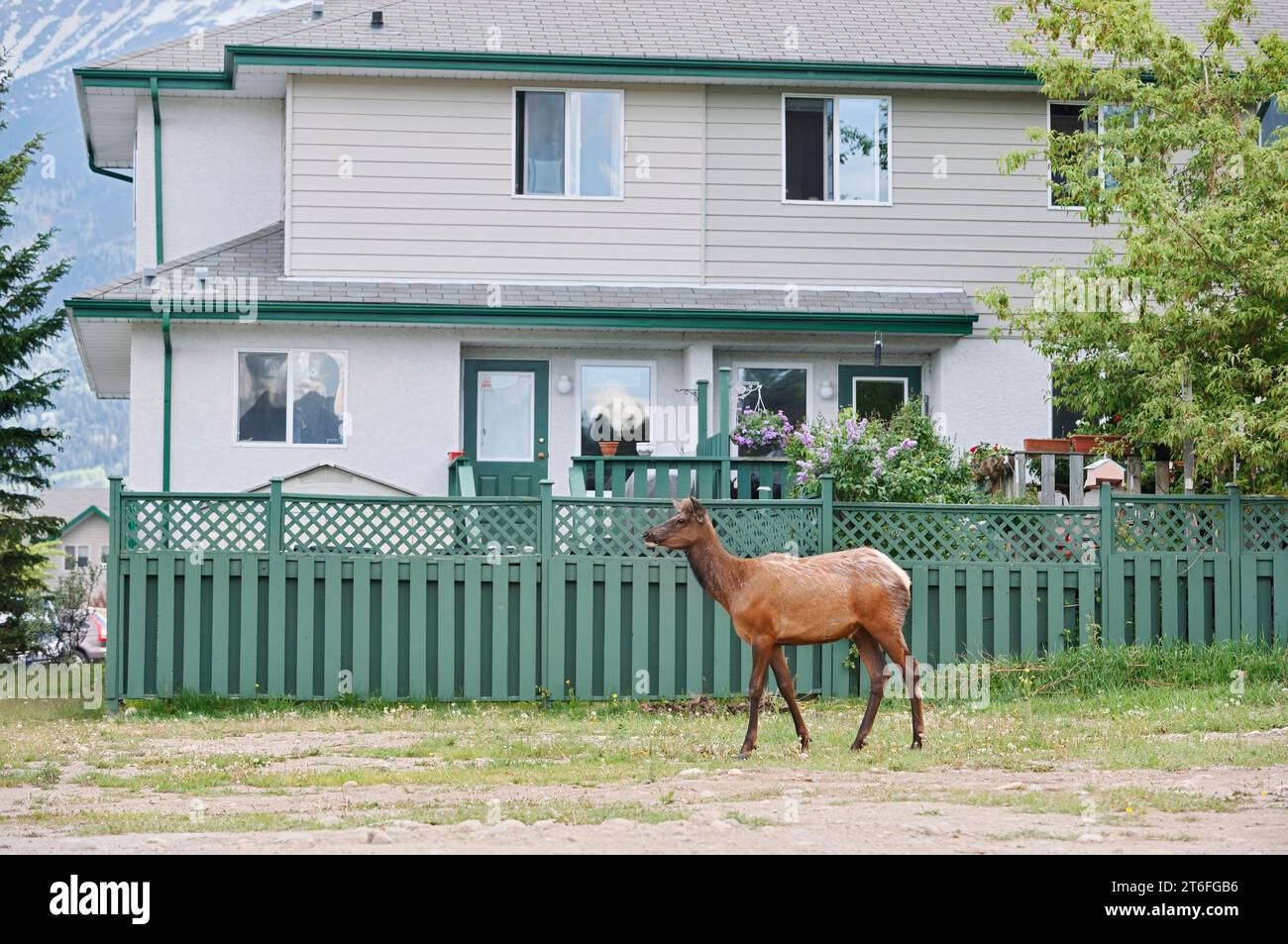 American elk (Cervus canadensis), male in front of a house, Jasper ...