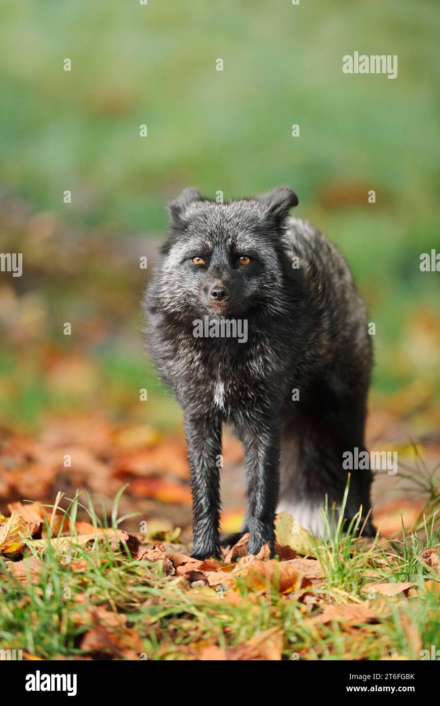 Red fox (Vulpes vulpes), silver phase or silver fox in autumn, captive ...