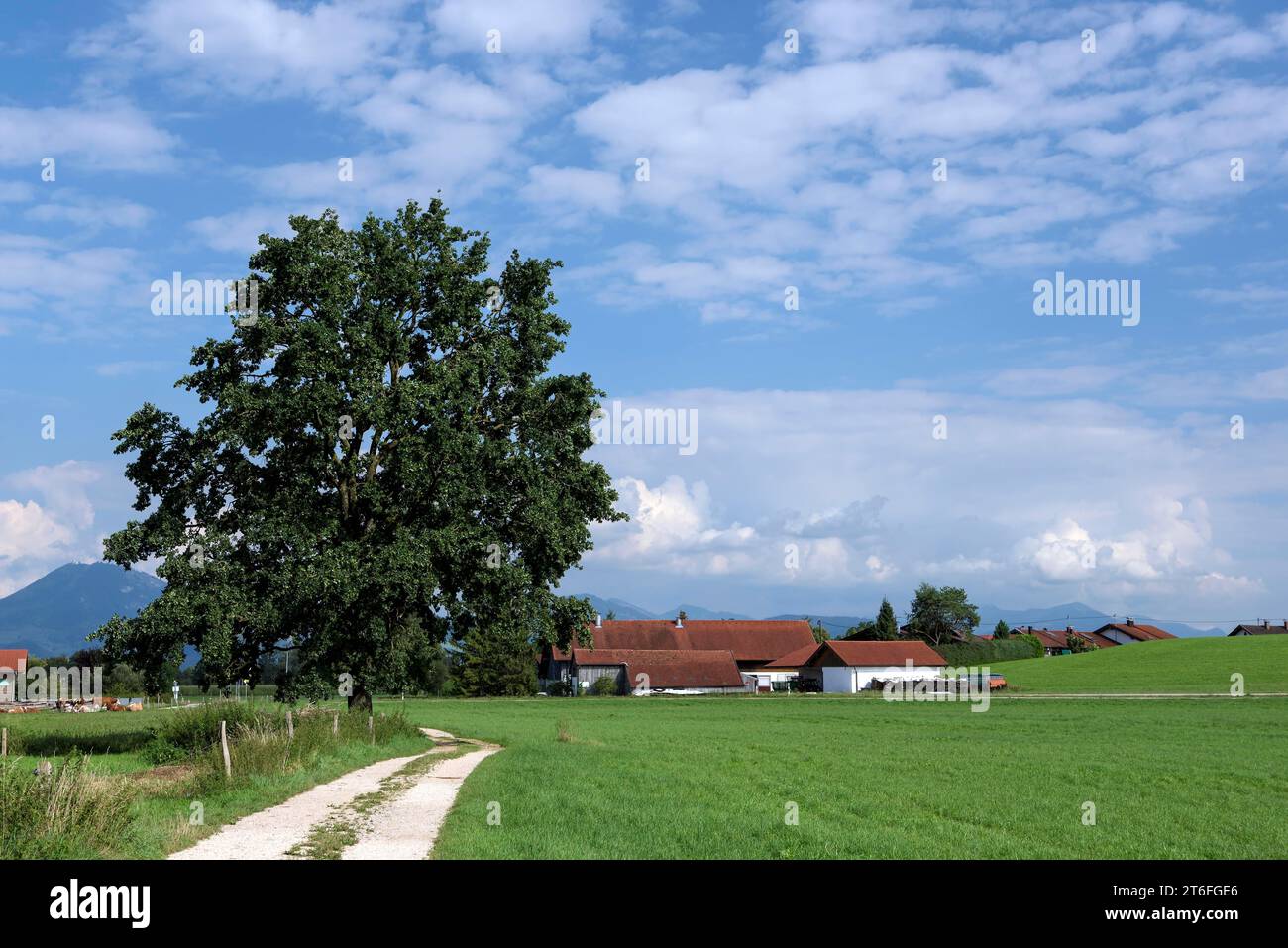Field path with a single tree, meadow landscape with a farm, Ainring ...
