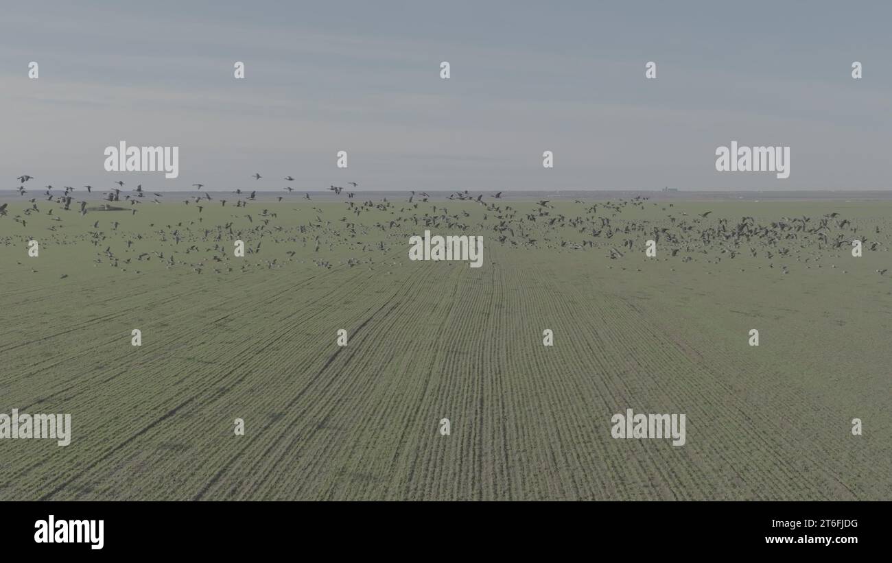 Flock of geese in flying over farm fields. Flight with wild birds, with ...