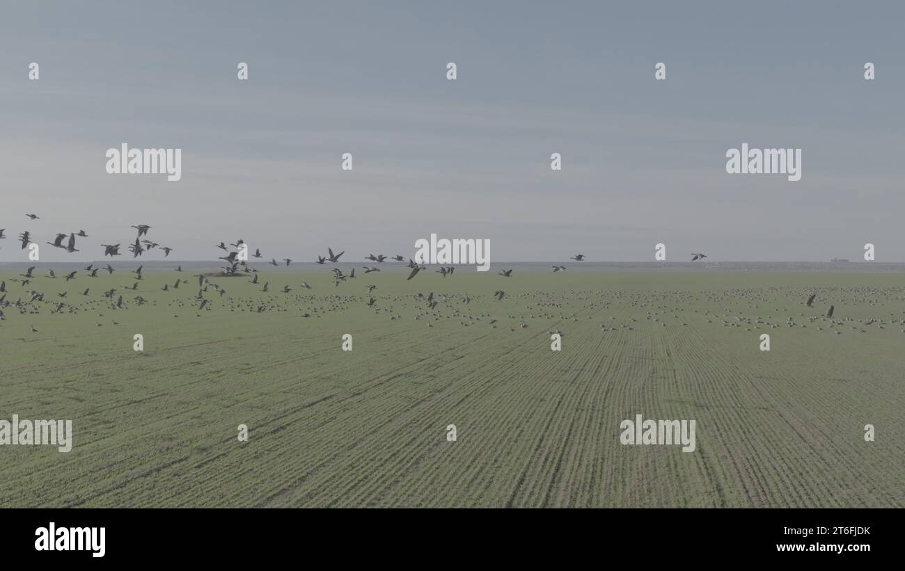 Flock of geese in flying over farm fields. Flight with wild birds, with ...