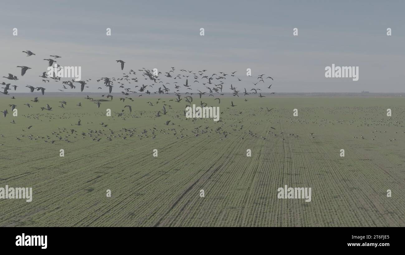 Flock of geese in flying over farm fields. Flight with wild birds, with ...