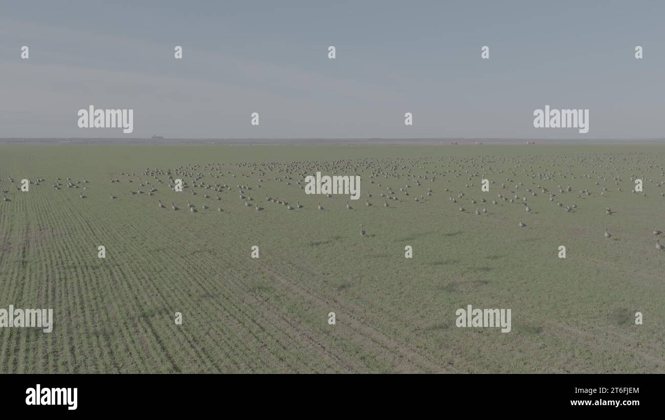 Parallel flight with the Flock of geese over farm fields. Flight with ...