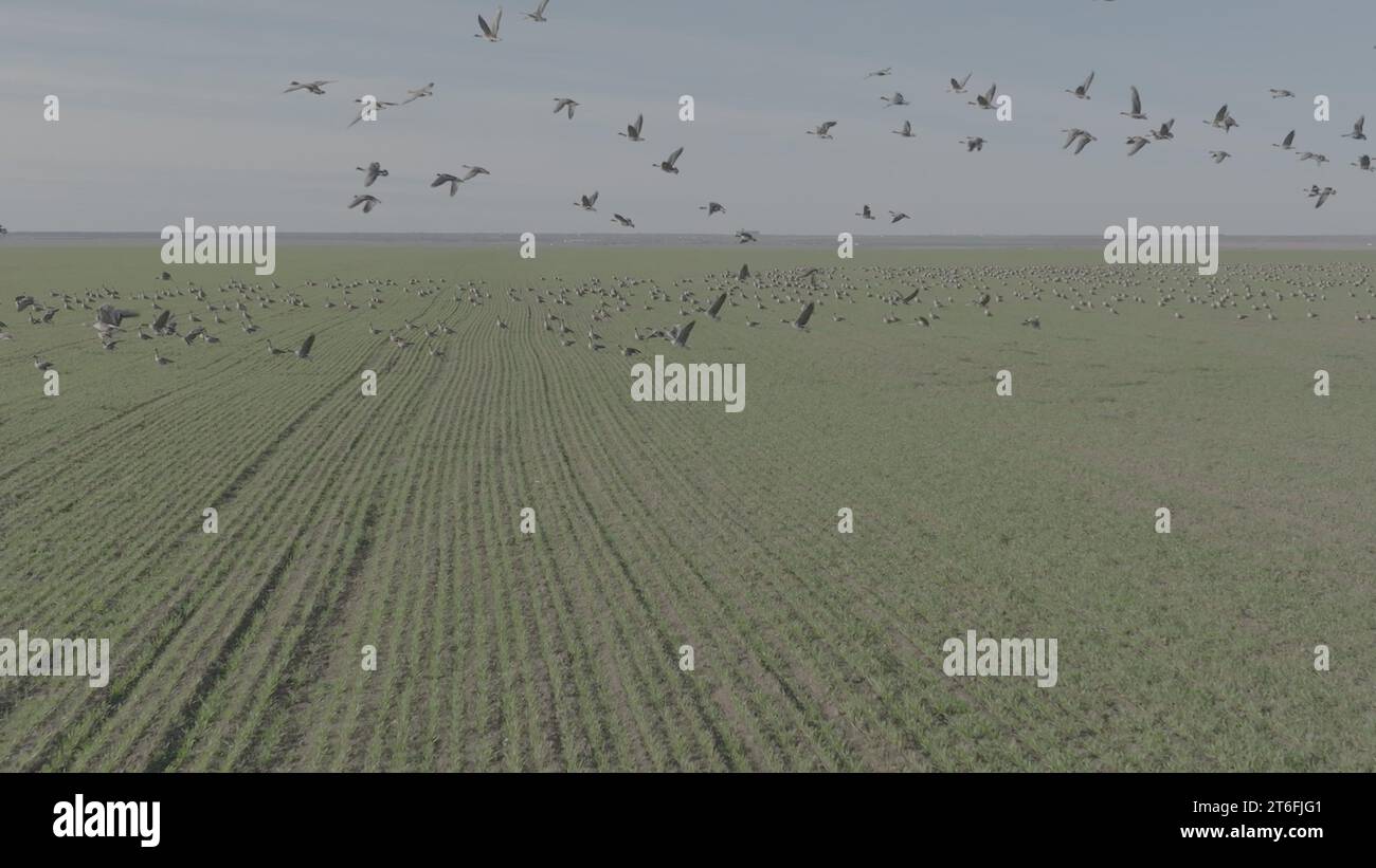Flock of geese in flying over farm fields. Flight with wild birds, with ...
