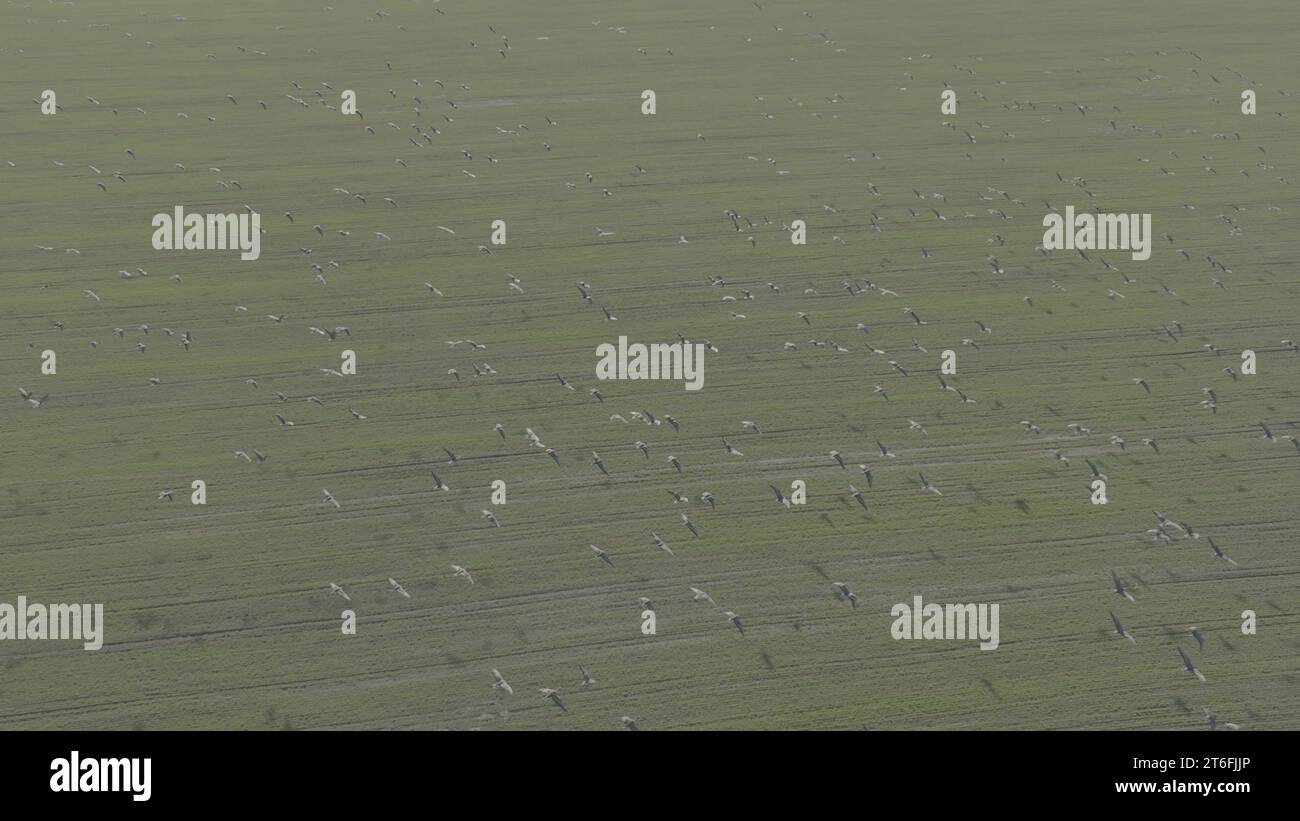 Flock of geese in flying over farm fields. Flight with wild birds, with ...