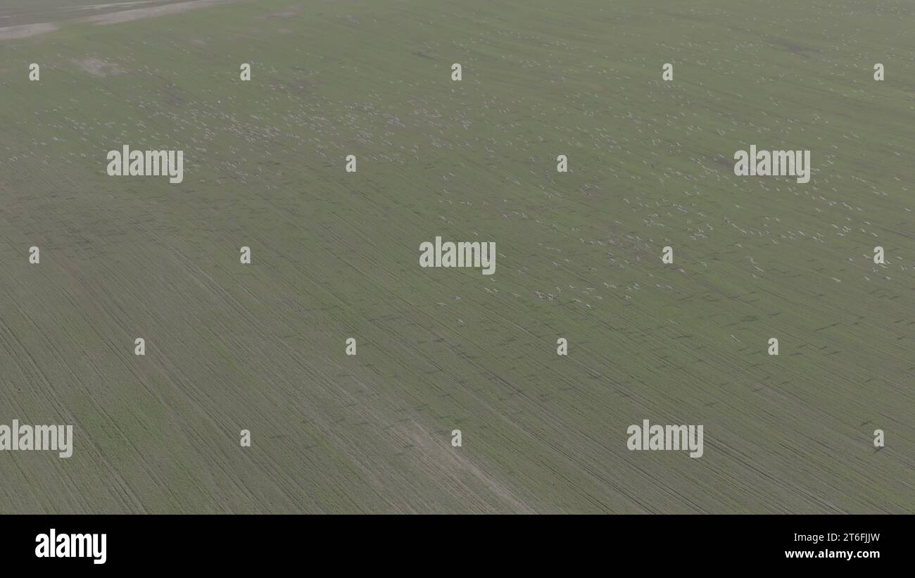 Flock of geese in flying over farm fields. Flight with wild birds, with ...