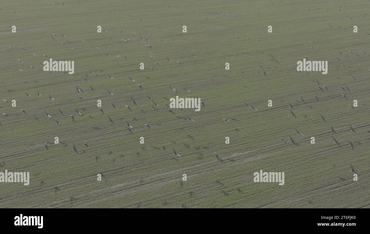 Flock of geese in flying over farm fields. Flight with wild birds, with ...