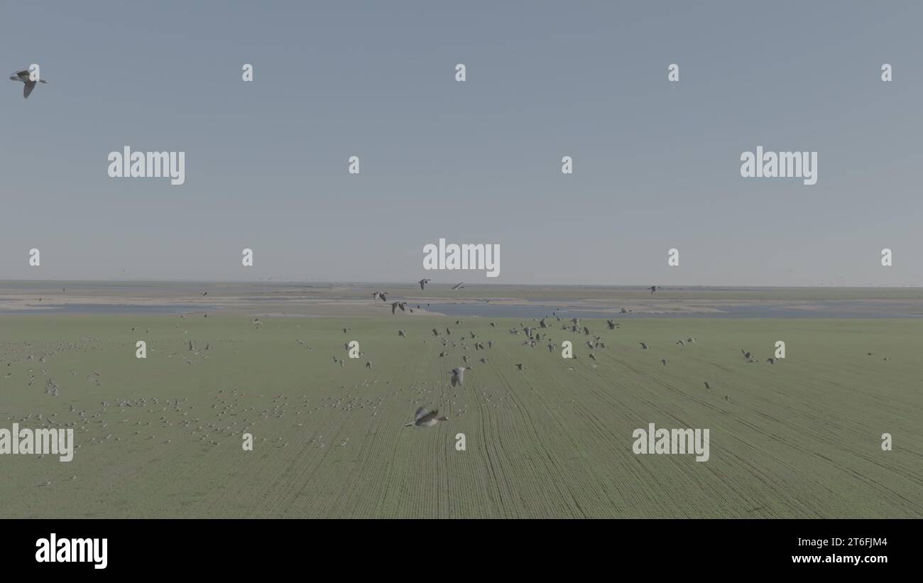 Parallel flight with the Flock of geese over farm fields. Flight with ...