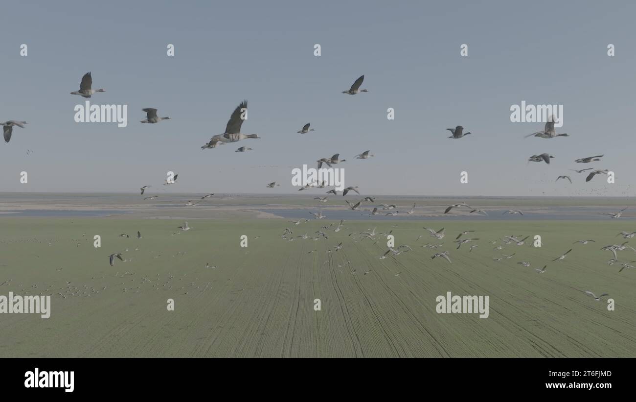 Parallel flight with the Flock of geese over farm fields. Flight with ...