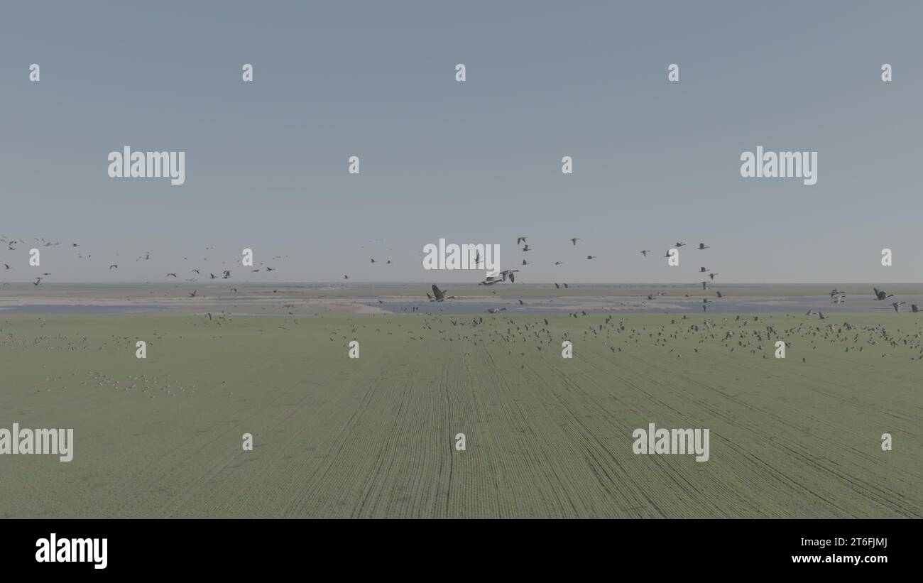 Flock of geese in flying over farm fields. Flight with wild birds, with ...