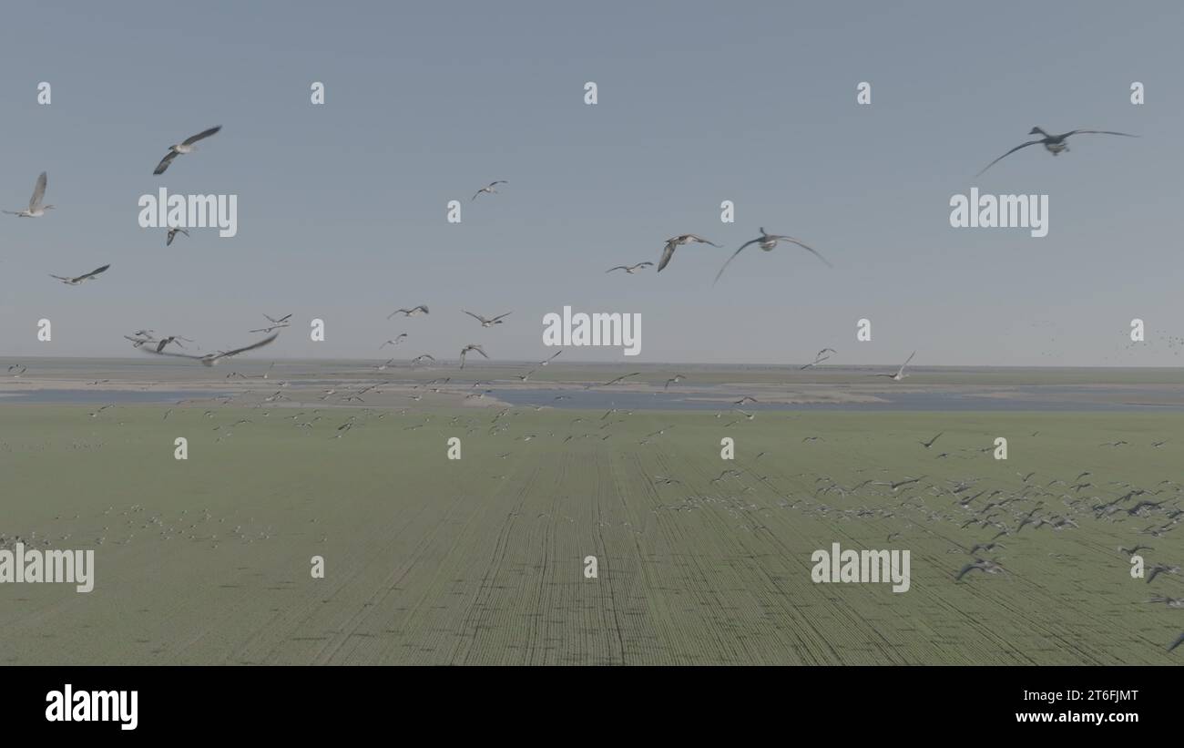 Parallel flight with the Flock of geese over farm fields. Flight with ...