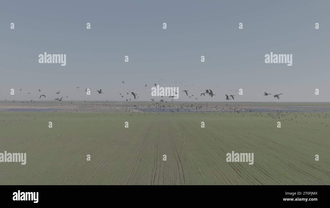 Parallel flight with the Flock of geese over farm fields. Flight with ...