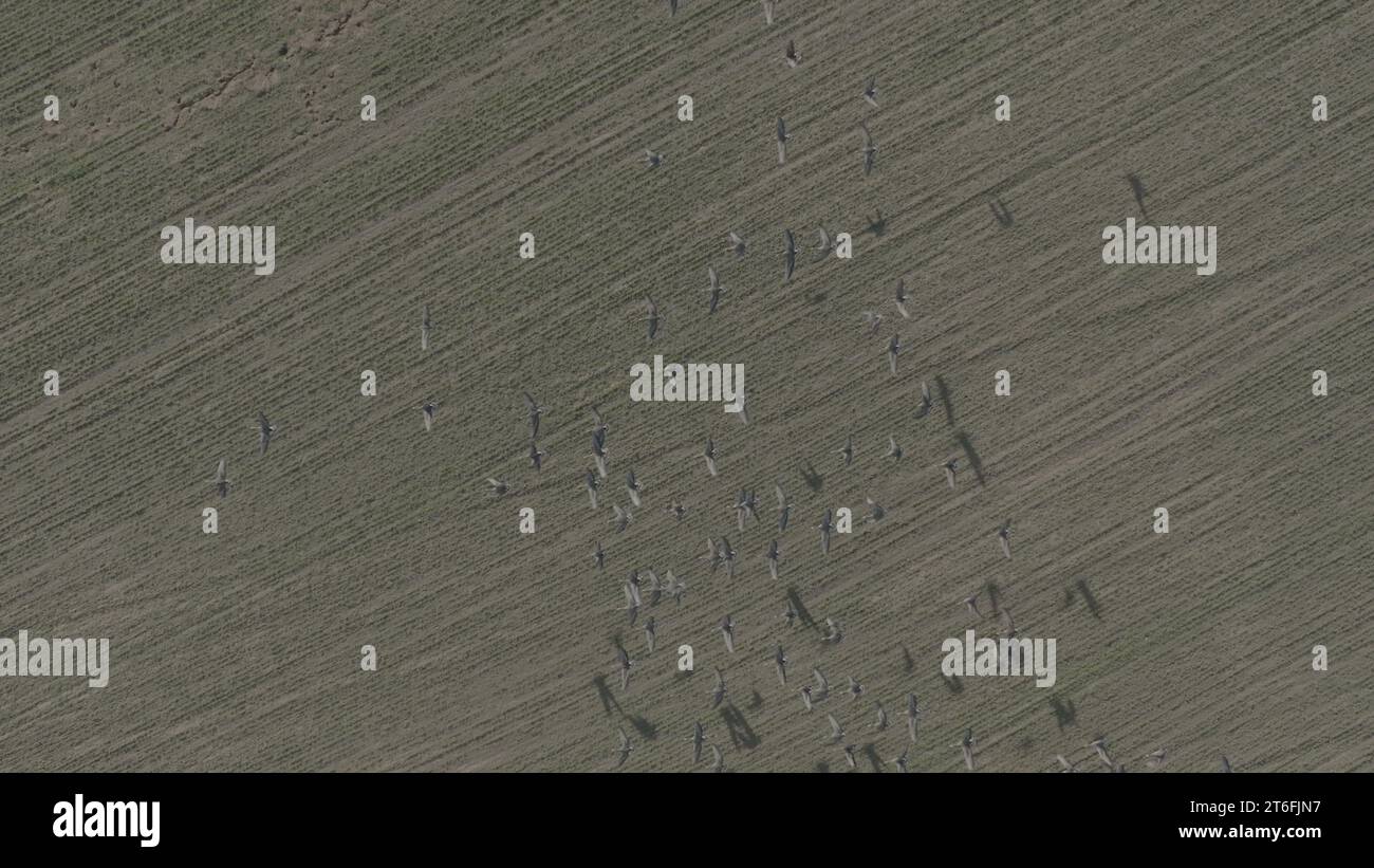 Flock of geese in flying over farm fields. Flight with wild birds, with ...