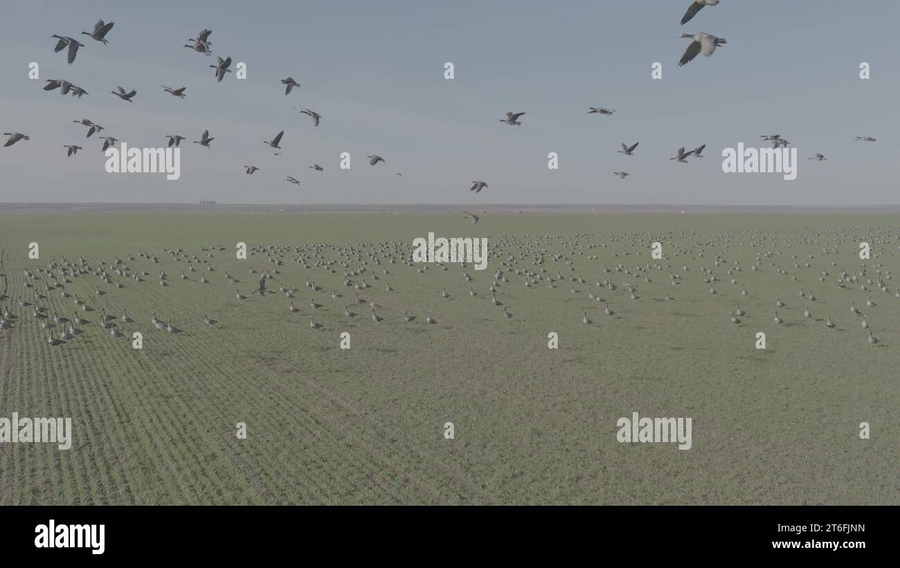 Flock of geese in flying over farm fields. Flight with wild birds, with ...