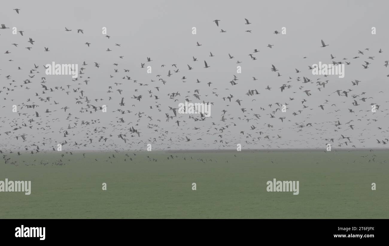 Parallel flight with the Flock of geese over farm fields. Flight with ...