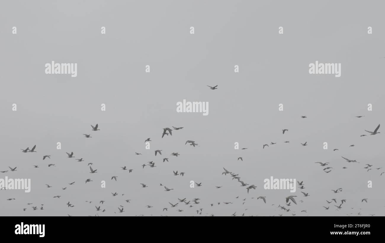 Flock of geese in flying. Flight with wild birds, with sound. Beautiful ...