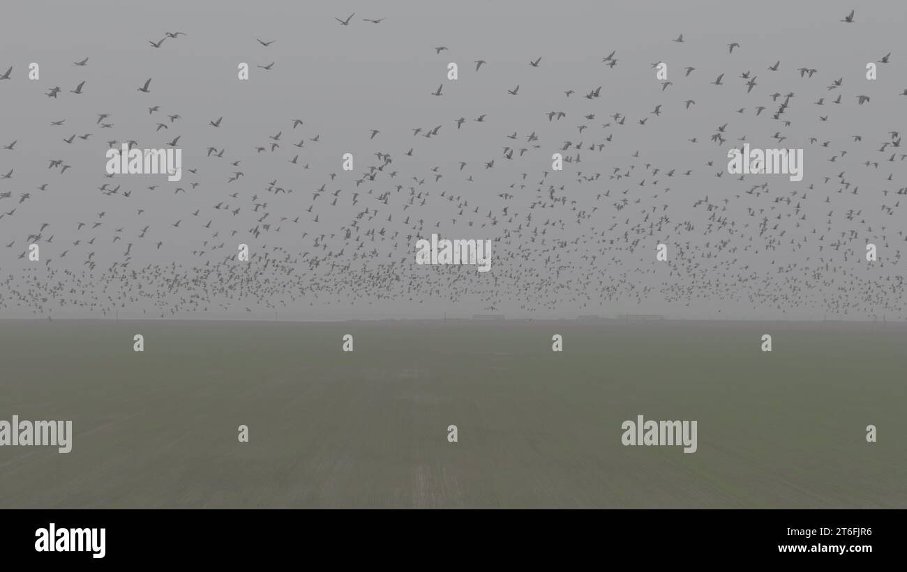 Flock of geese in flying over farm fields. Flight with wild birds, with ...