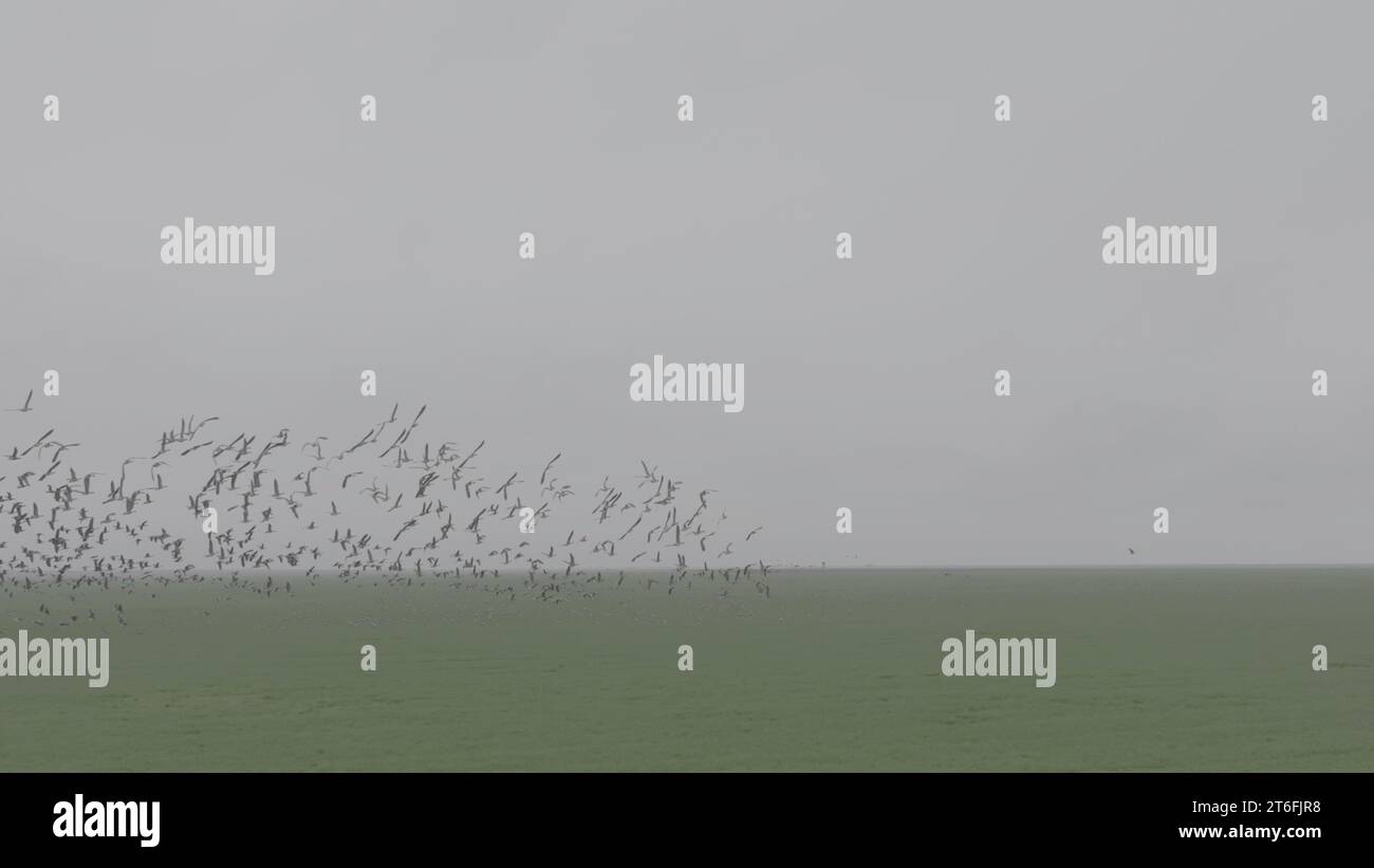 Flock of geese in flying over farm fields. Flight with wild birds, with ...